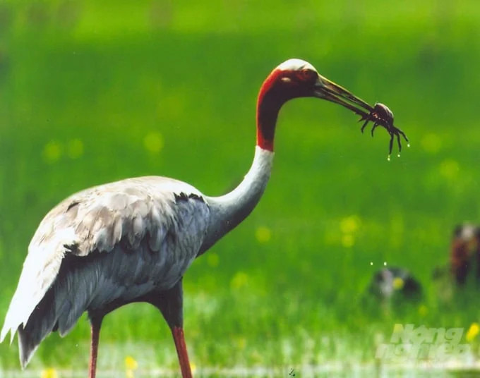 185 Billion VND Project for Red-crowned crane conservation in Dong Thap ...