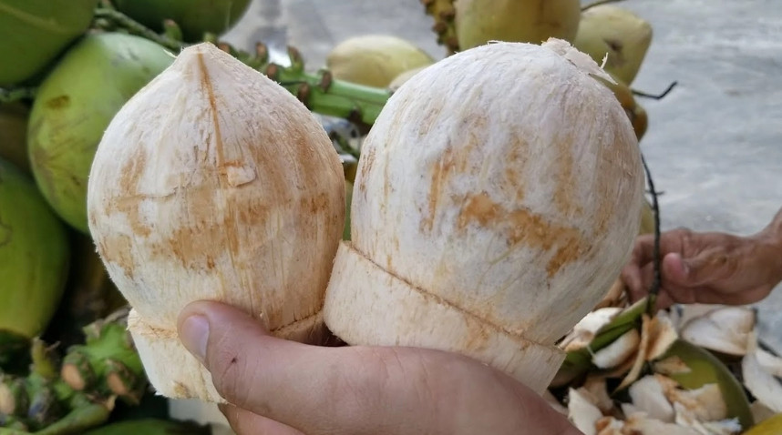 Fresh coconut must remove 75% of the exocarp when exported to the USA